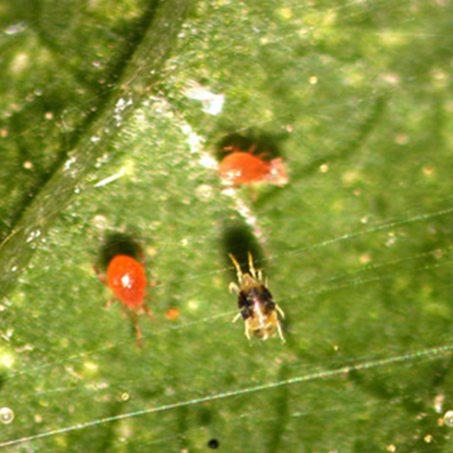 Spider Mite Control and Treatment by BioWorks.