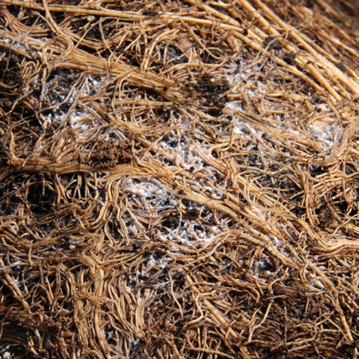 Root Mealybugs Control and Treatment - BioWorks