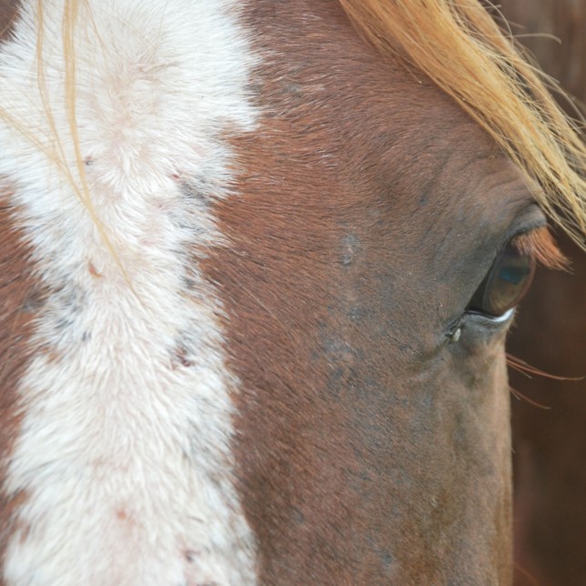 Queensland Itch - BioWorks